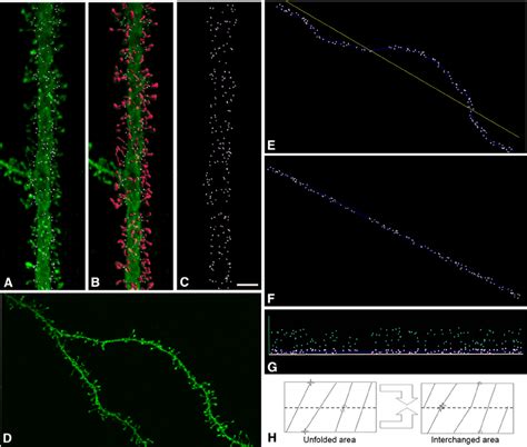 Spine Insertion Point Analysis In Human Pyramidal Cell Dendrites A Download Scientific