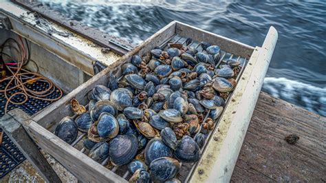 Whats The Largest Quahog Ever Caught In Ri Heres The Story