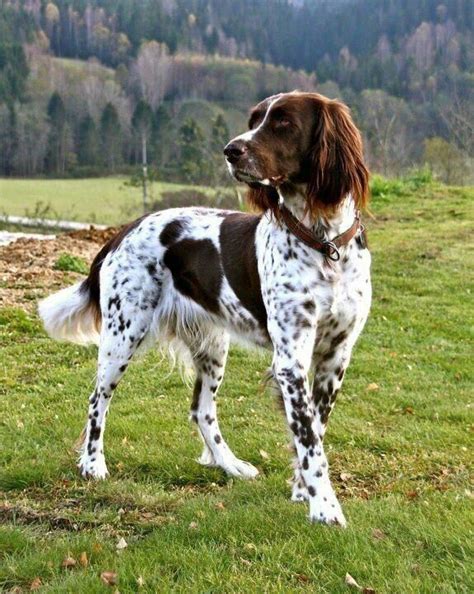 German Longhaired Pointer In Action