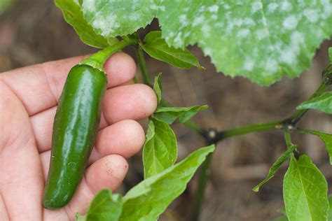 Безплатна снимка растение плодове цвете храна продукция зеленчук цъфтящи растения люта