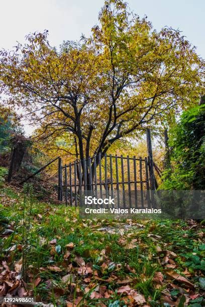 그리스의 키사보스 산에 있는 시골 길의 오래된 전통적인 목조 문 0명에 대한 스톡 사진 및 기타 이미지 0명 그리스 노랑 Istock