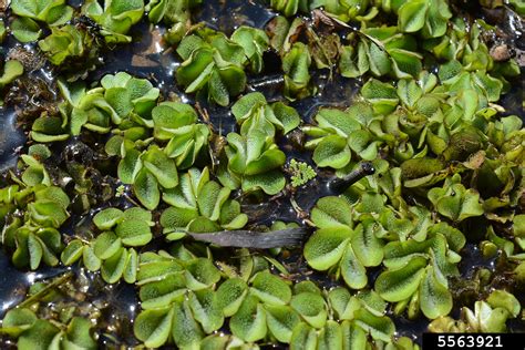 giant salvinia (Salvinia molesta)