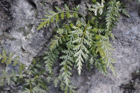 Beijing Spleenwort Asplenium Pekinense · Inaturalist