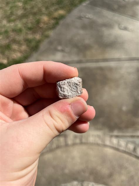 Tiny Fossil R Fossilid