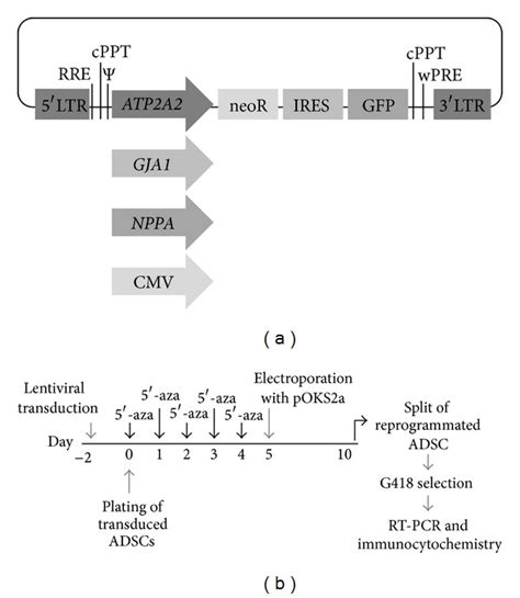 Lentiviral Vectors And Timeline Of Adsc Reprogramming A Lentiviral