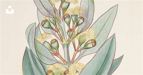 유칼립투스 식물 삽화는 잎과 꽃을 특징으로합니다 사진 Unsplash의 무료 꽃 이미지