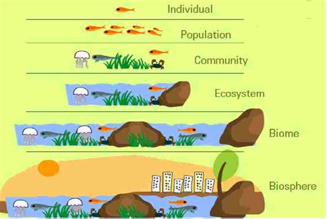 Organism And Population Mcqs Type Questions With Answer For Isc Class 12 Biology Icsehelp