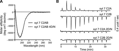 Figures And Data In Synaptotagmin 7 Functions As A Ca2 Sensor For