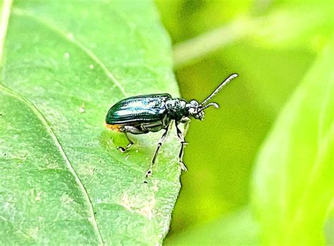 ハムシ科キバラルリクビボソハムシ黄腹瑠璃首細葉虫 奥行き1mの果樹園