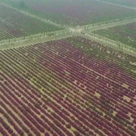 中国旅游日和田地区2022年519中国旅游日暨于田县第五届玫瑰风情文化旅游节预告 活动 种植 时间