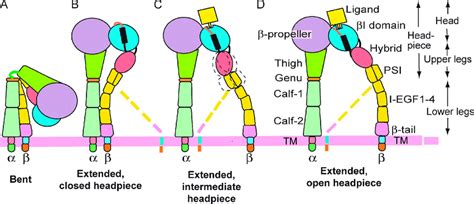 Schematic Of Integrin Domain Organization And Conformational States