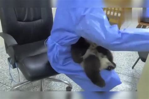 圆滚滚熊猫宝宝，小嗲精粘人精就是你