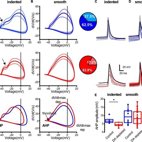 The Extremes Of A Continuous Spectrum Of Action Potentials Aps