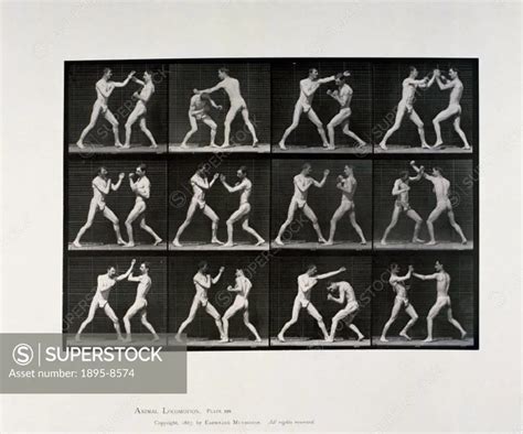 Nude Male Athletes Boxing C 1872 1885 Plate 336 From Muybridge´s