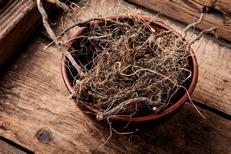 What Does Root Rot Look Like And Best Treatment