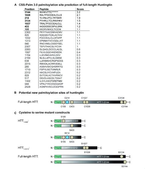 Potential New Palmitoylation Sites Of Huntingtin A Css Palm 30