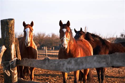 Purpura Hemorrhagica In Horses Causes Treatment And Prognosis Mad Barn