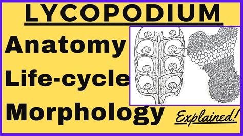 Lycopodium Pteridophyte Plant Morphology Anatomy Biological Life
