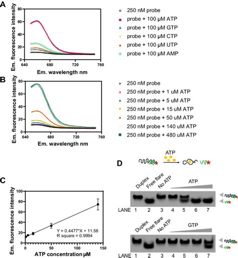 The Atp Probe Responses To Atp In A Specific And Sensitive Manner A Download Scientific