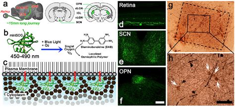 Figure 1 From Synaptic Specializations Of Melanopsin Retinal Ganglion