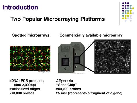 PPT An Introduction To DNA Microarrays Rebecca Fry Ph D PowerPoint Presentation ID 3386818