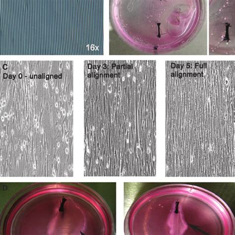 Engineering Highly Aligned Lsmc Sheets A 16Â Optical Image Of The Download Scientific