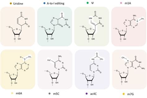 Rna Modification Boc Sciences