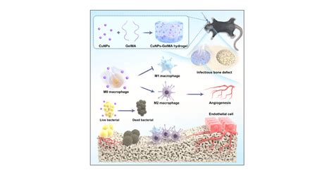Inflammatory Microenvironment Modulated Conductive Hydrogel Promotes