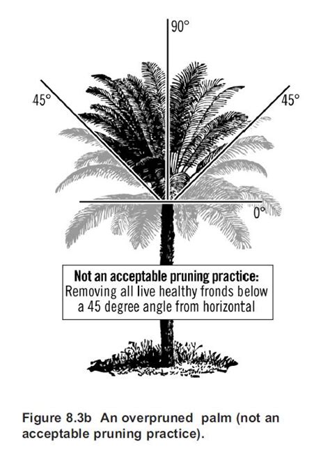 Tree Pruning Methods Tree Care Tips