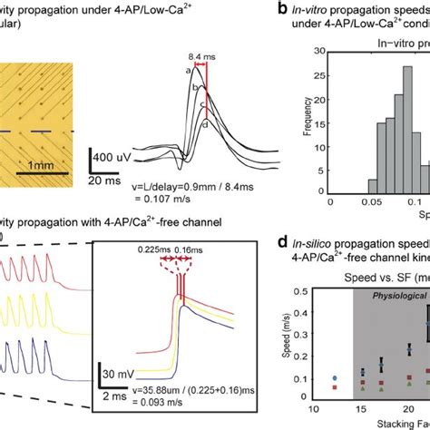Propagation Of Spiking Events And Their Speeds In Vitro And In Silico Download Scientific