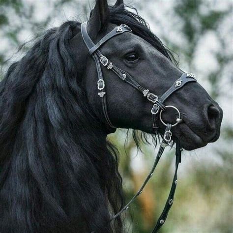 Картинки красивых лошадей 71 фото