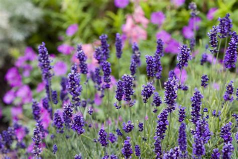 English Lavender Plant Perennial At Steven Waddy Blog