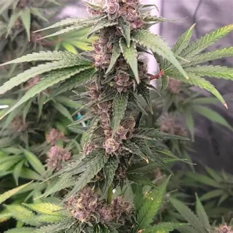 Island Punch Auto Récolte Rapide Et Saveur Fruitée