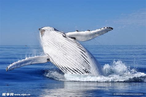鲸鱼摄影图其他生物生物世界摄影图库昵图网
