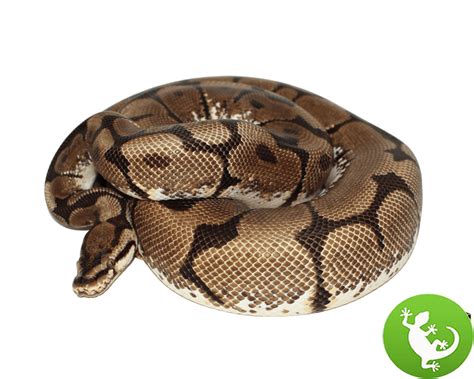 Spider Ball Python Adult Ultimate Reptile