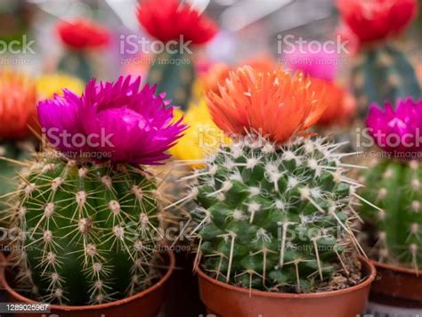 온실에 다양한 색깔의 선인장 식물 상점선반에 있는 상선선 다른 유형의 작은 냄비에 장식 작은 선인장 식물 배경 0명에 대한 스톡 사진 및 기타 이미지 Istock