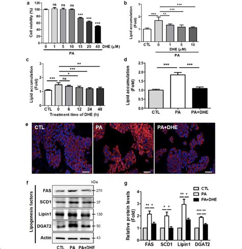 Dhe Is Not Cytotoxic And Decreases Lipid Accumulation And Lipogenesis Download Scientific