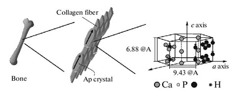 Hierarchical Structure Of Bone Tissue Bone Shows Anisotropic