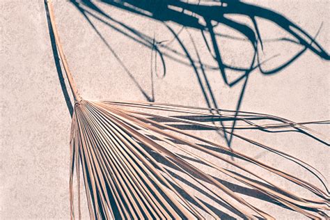 그런 지 베이 지 콘크리트 배경에 마른 야자 수 잎 여름 휴가 따뜻한 개념 무디 보헤미안 디자인 플랫 레이 상단 보기 무디 보헤어 열대 정물 빛과 그림자 0명에 대한 스톡