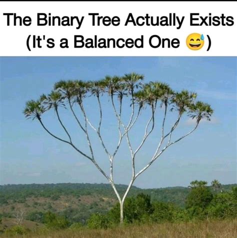 Prateek Chaudhary On Linkedin Real Life Example Of Balanced Binary Tree🌲 😂😂😂😂😂