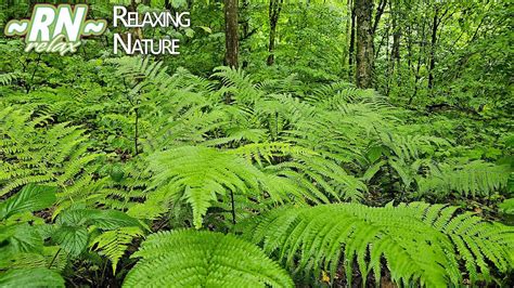 Звуки Природы Шум Дождя и Пение Лесных Птиц Настоящий Летний Лес Релакс Видео 1 ЧАС Youtube