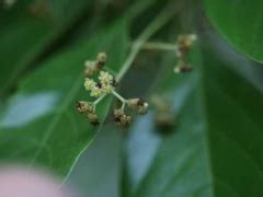 金叶番薯 植物百科 百科 苗业网