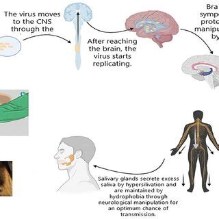 Life Cycle Of Rabies Virus In The Form Of Flowchart Defined As Download Scientific Diagram