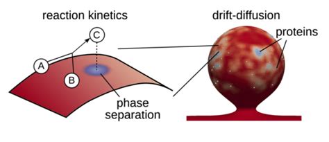 Chemical Kinetics And Phase Separation Download Scientific Diagram