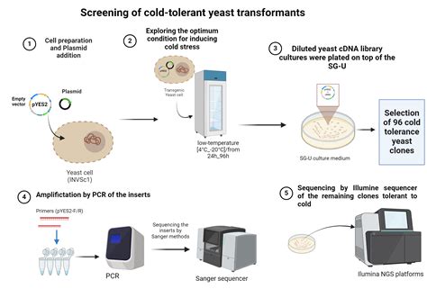 Screening Of Cold Tolerant Yeast Transformants Of Genes Responsible For