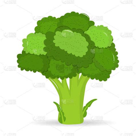 艺术手绘青花菜的插图。新鲜的绿色花椰菜，矢量图