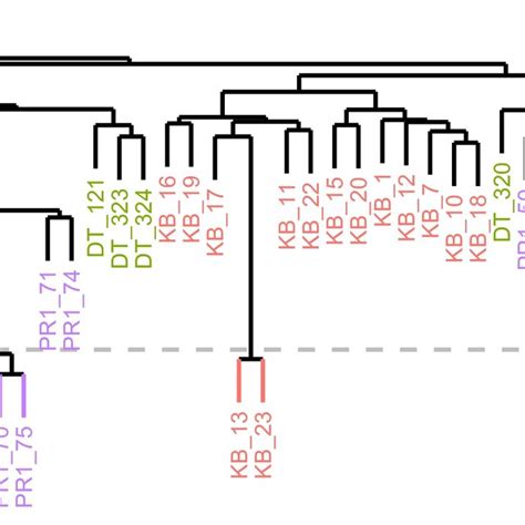 Hierarchical Clustering Of Samples Based On Identity By State Ibs