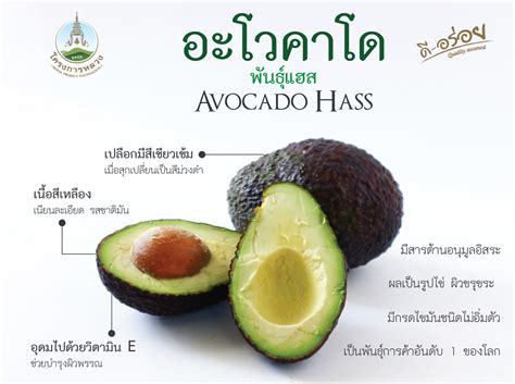 👍👍อะโวคาโดพันธุ์แฮส โครงการหลวง ดี อร่อย