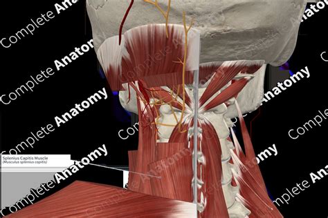 Splenius Capitis Muscle Complete Anatomy
