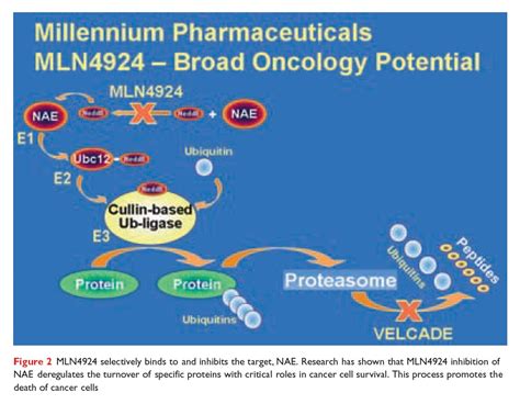 Transcending Proteasome Inhibition For The Treatment Of Cancer Drug